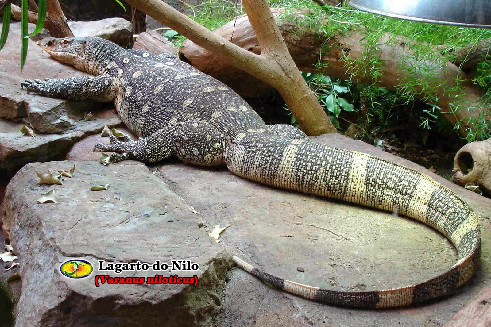 Zoologia: Lagarto-do-Nilo (Varanus niloticus)
